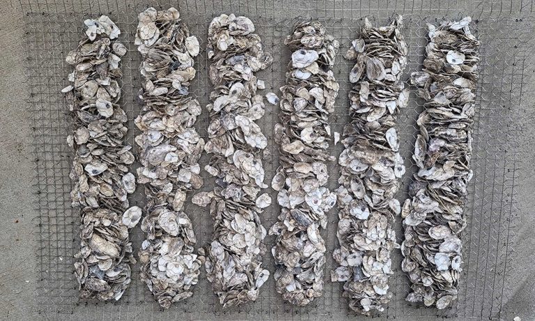 Gabion oyster fence - Fencing Industry Australia